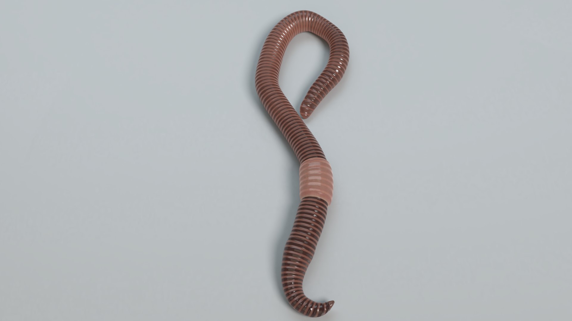 3D Earthworm Pbr Polys - TurboSquid 1521032