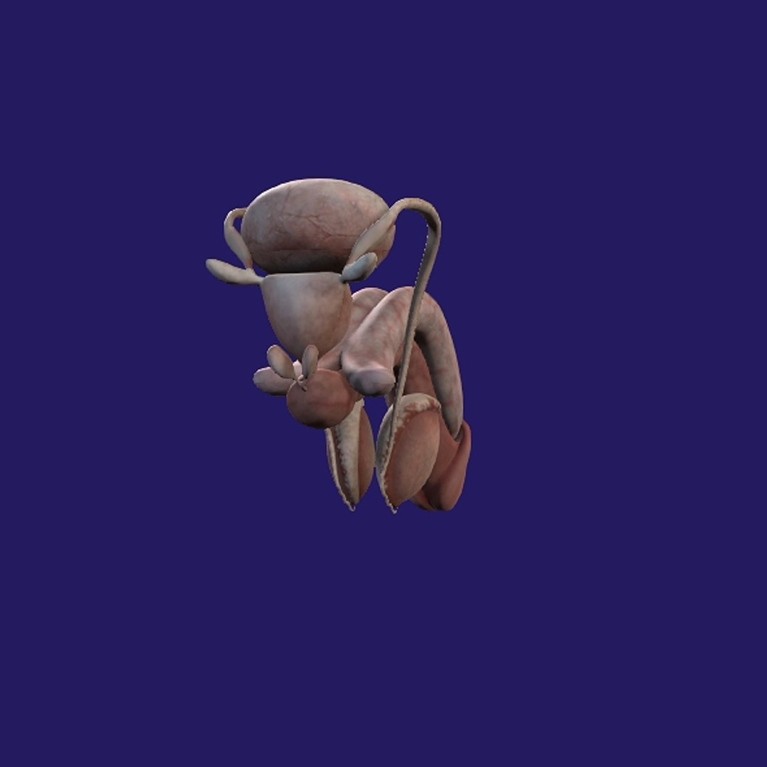 Penis Anatomy 3D Model - TurboSquid 2082896
