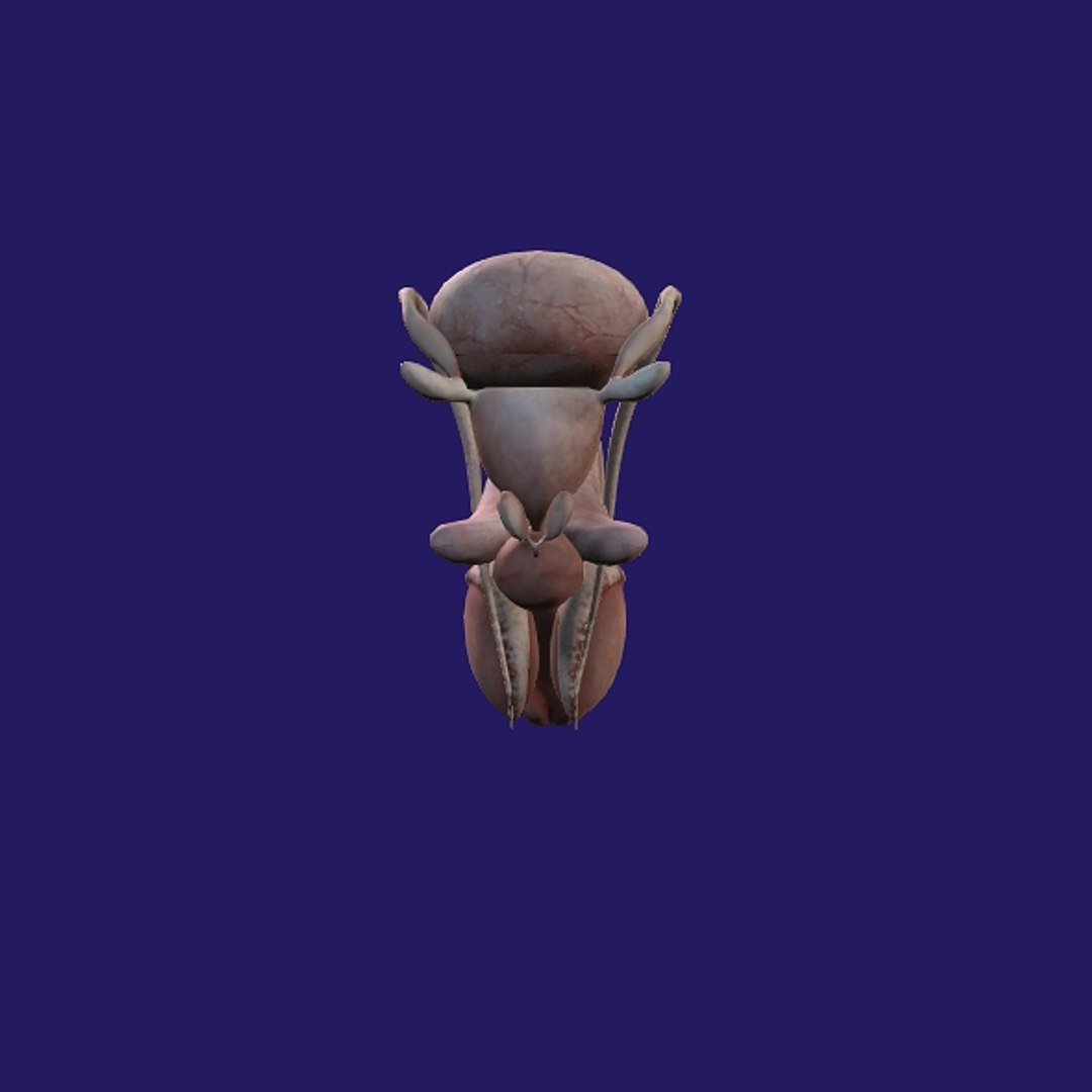 Penis Anatomy 3D Model - TurboSquid 2082896