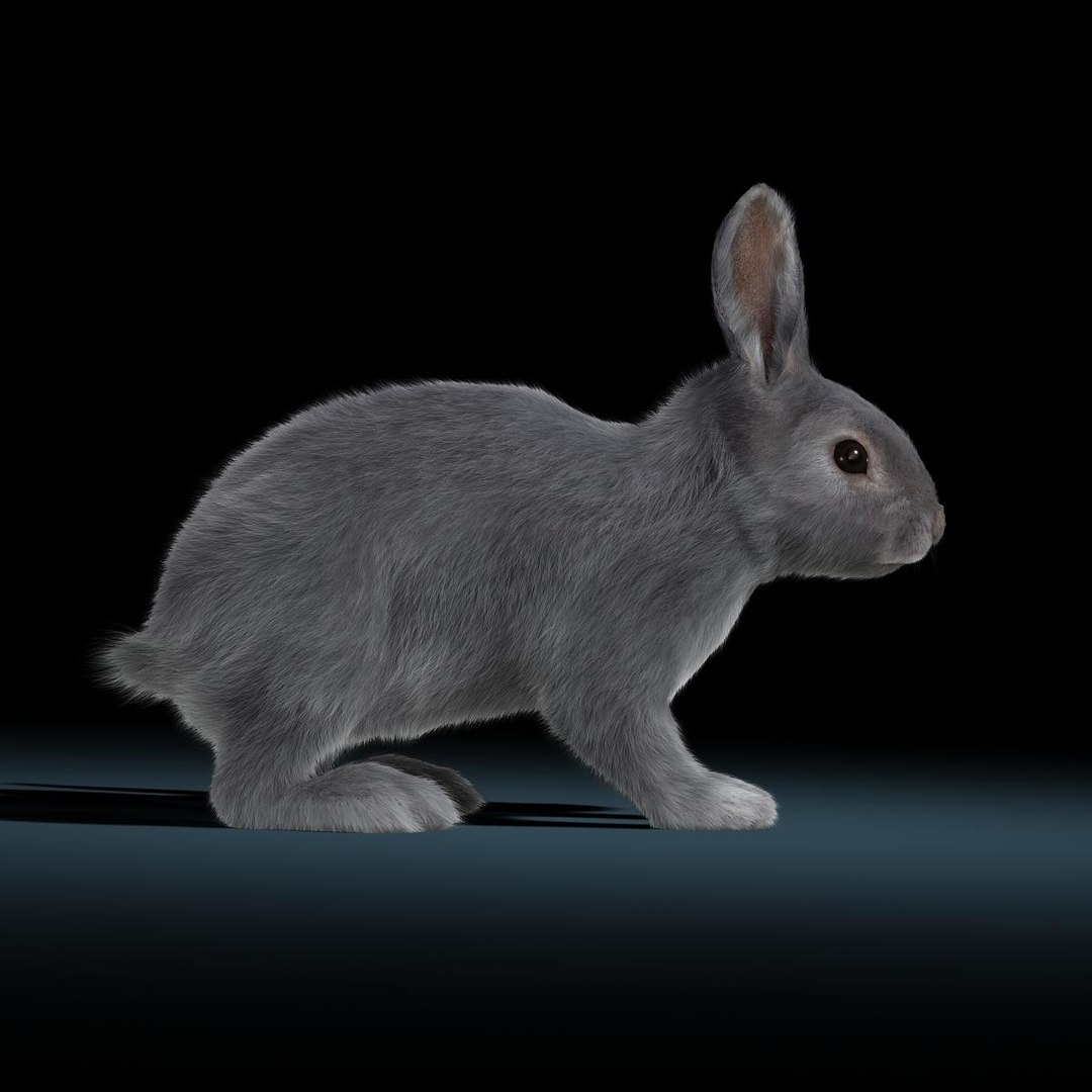 3d Rabbit Grey Fur Animation