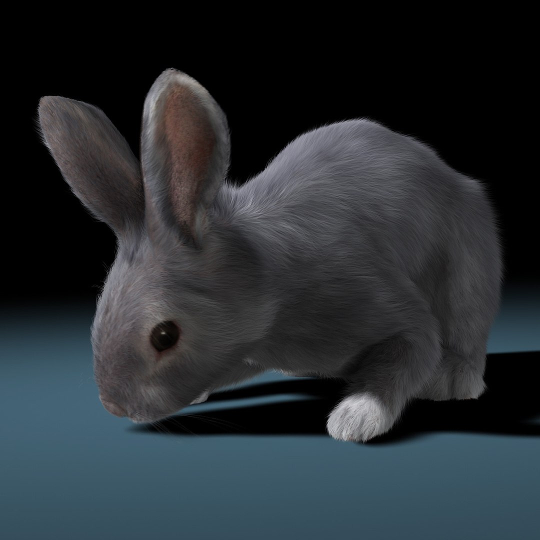3d Rabbit Grey Fur Animation