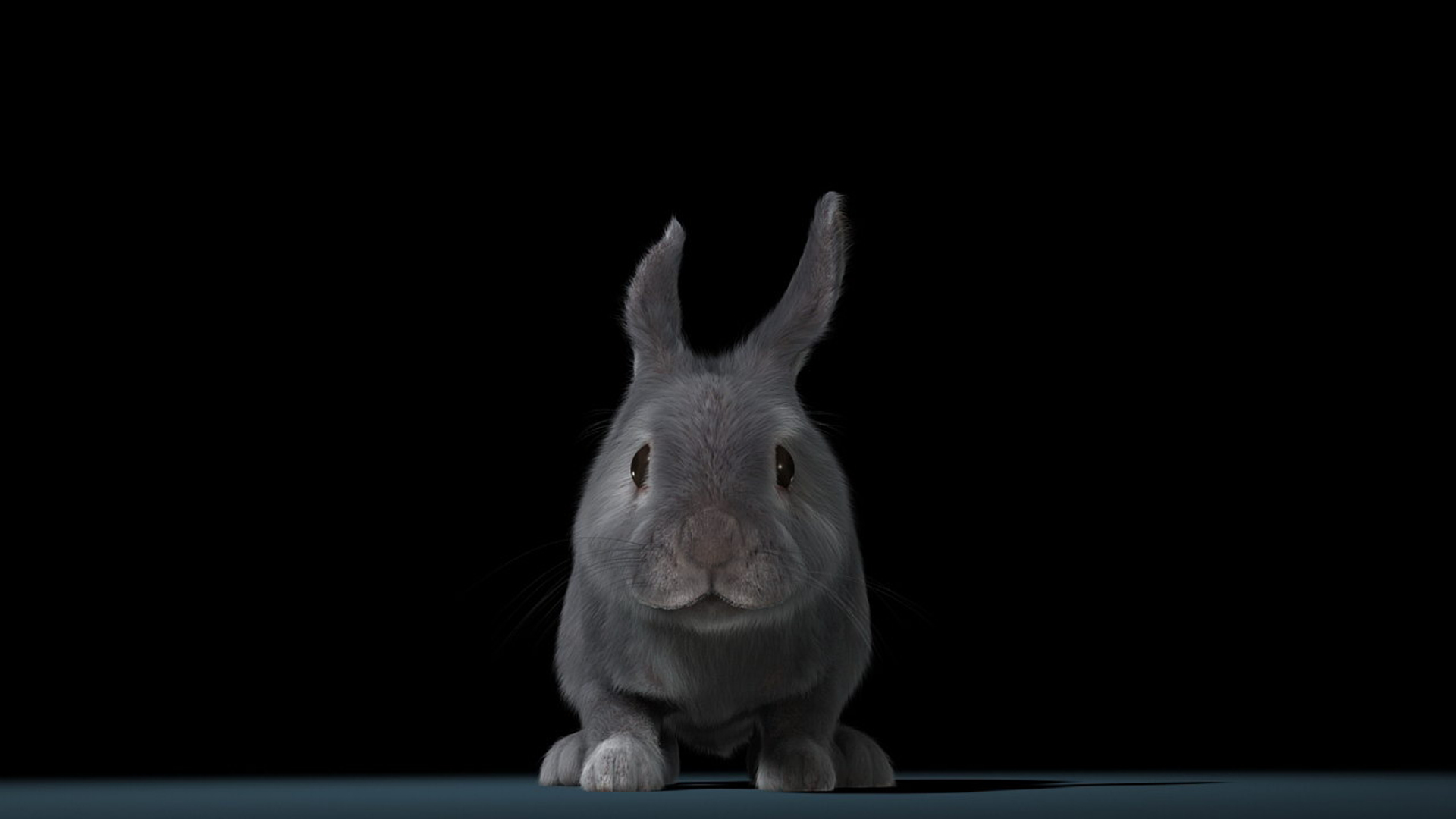 3d Rabbit Grey Fur Animation