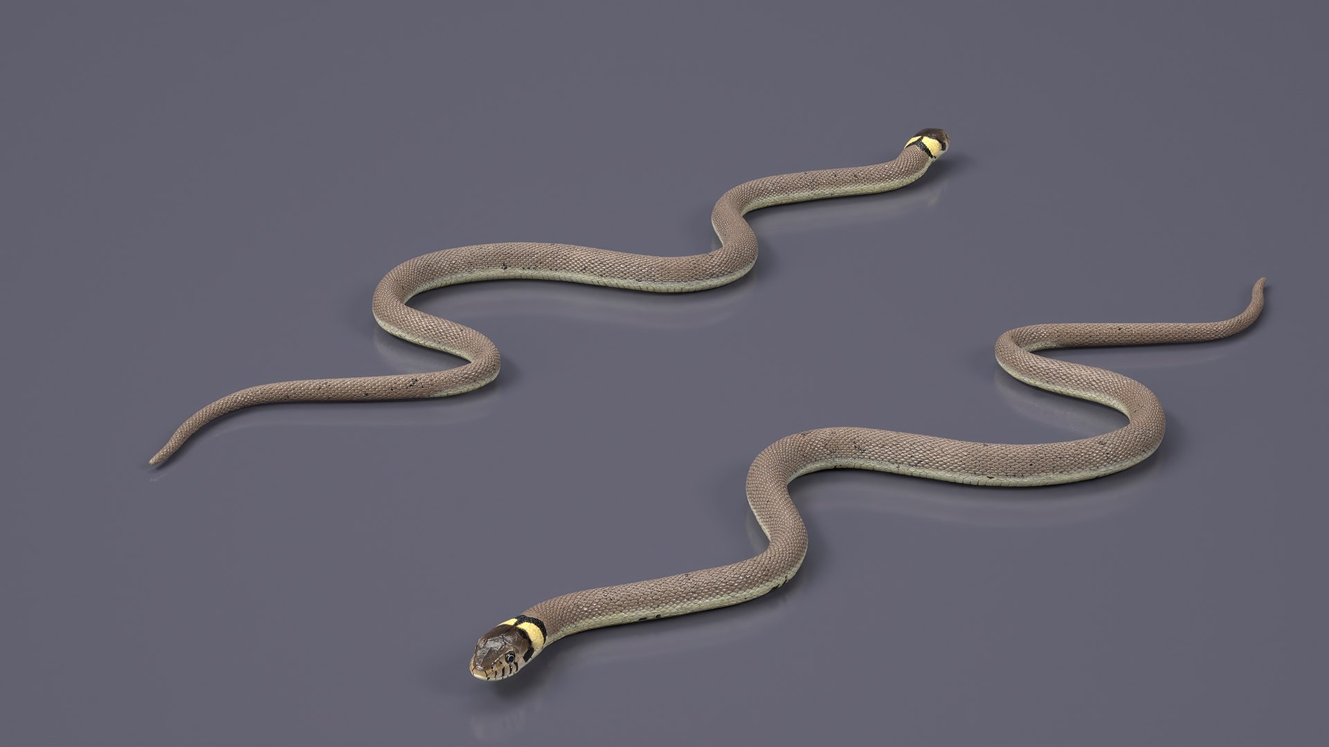 3D Water Snake Crawling - TurboSquid 2247277