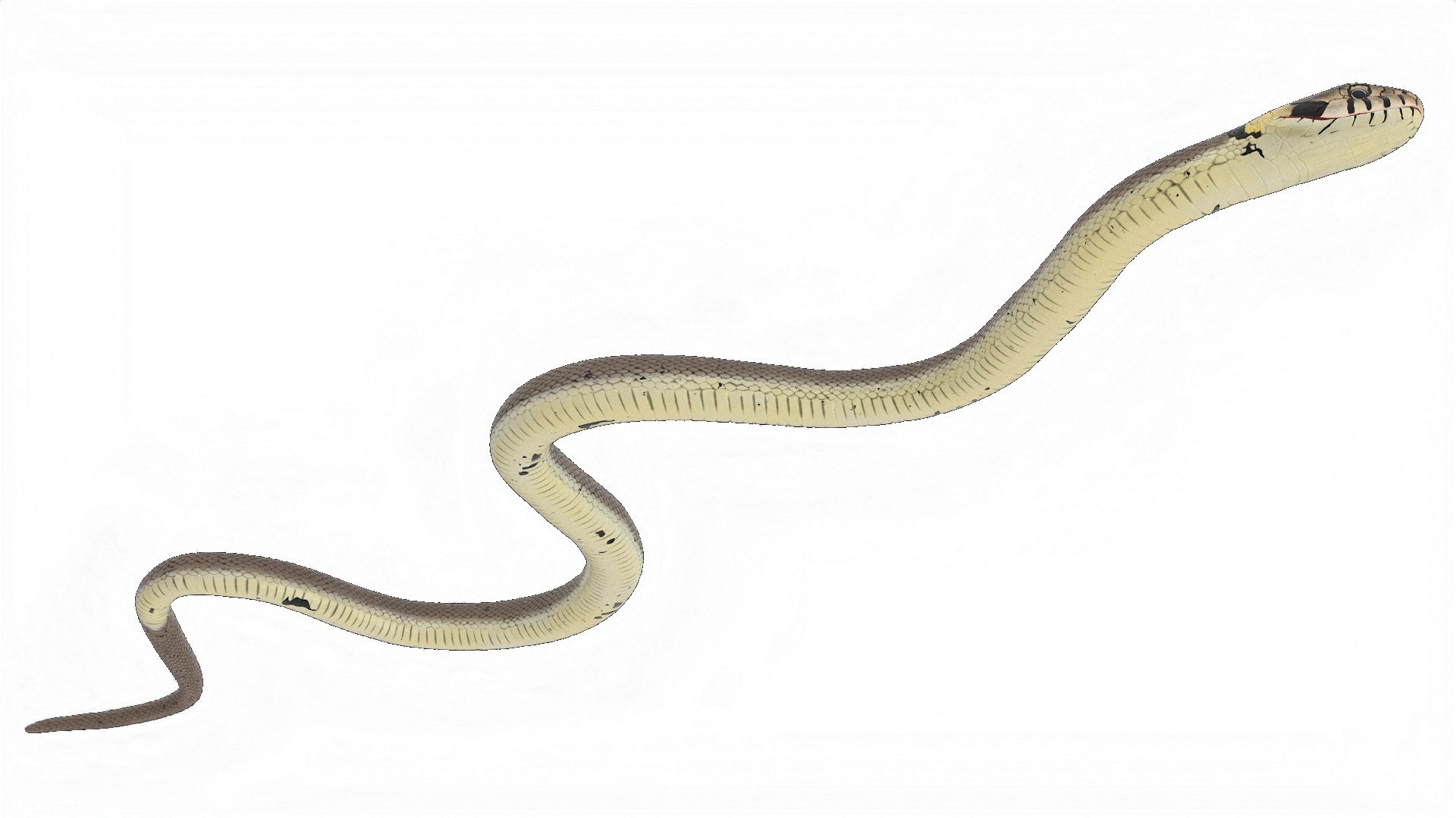 3D Water Snake Crawling - TurboSquid 2247277
