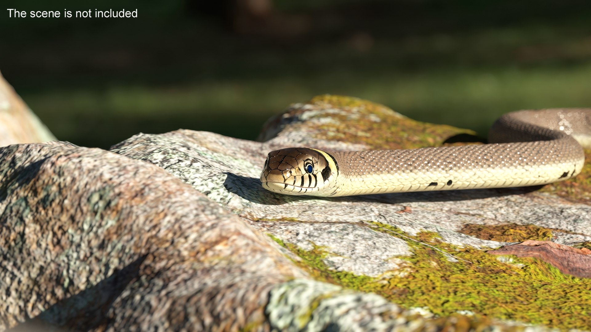 3D Water Snake Crawling - TurboSquid 2247277
