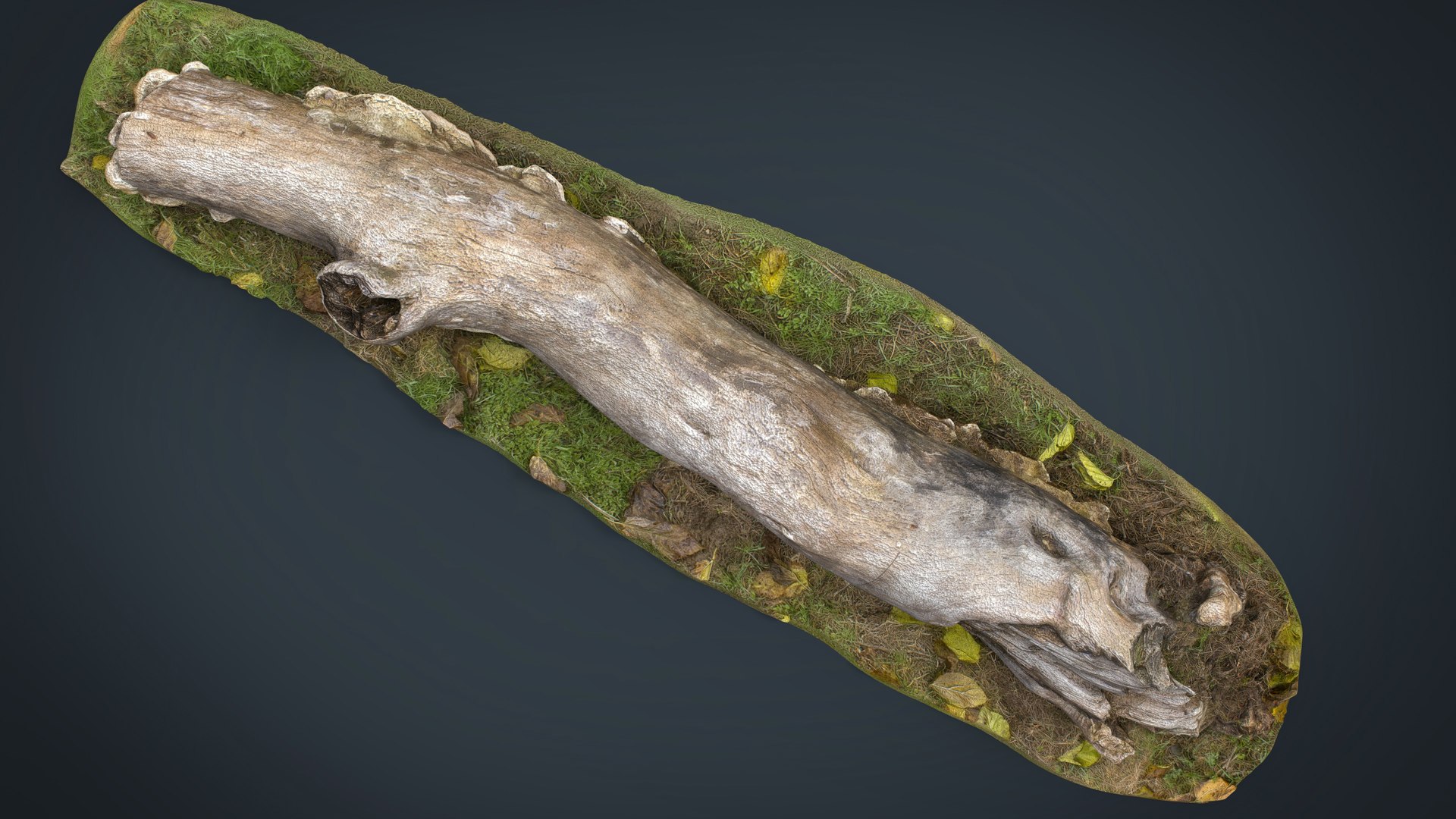 3d dead tree model
