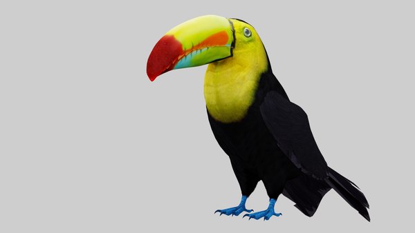 modelo 3d Tucán - TurboSquid 1787287