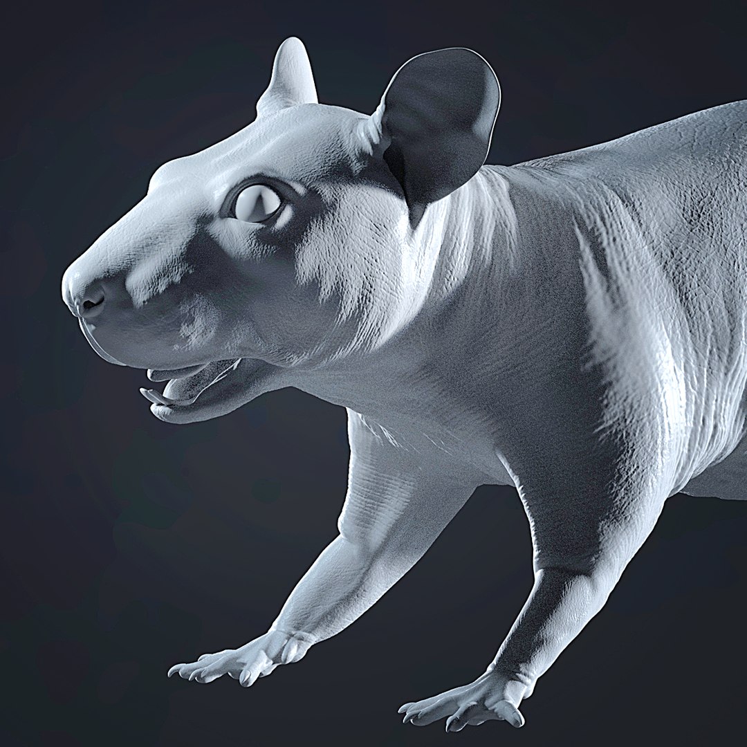Rat ztl model - TurboSquid 1610783