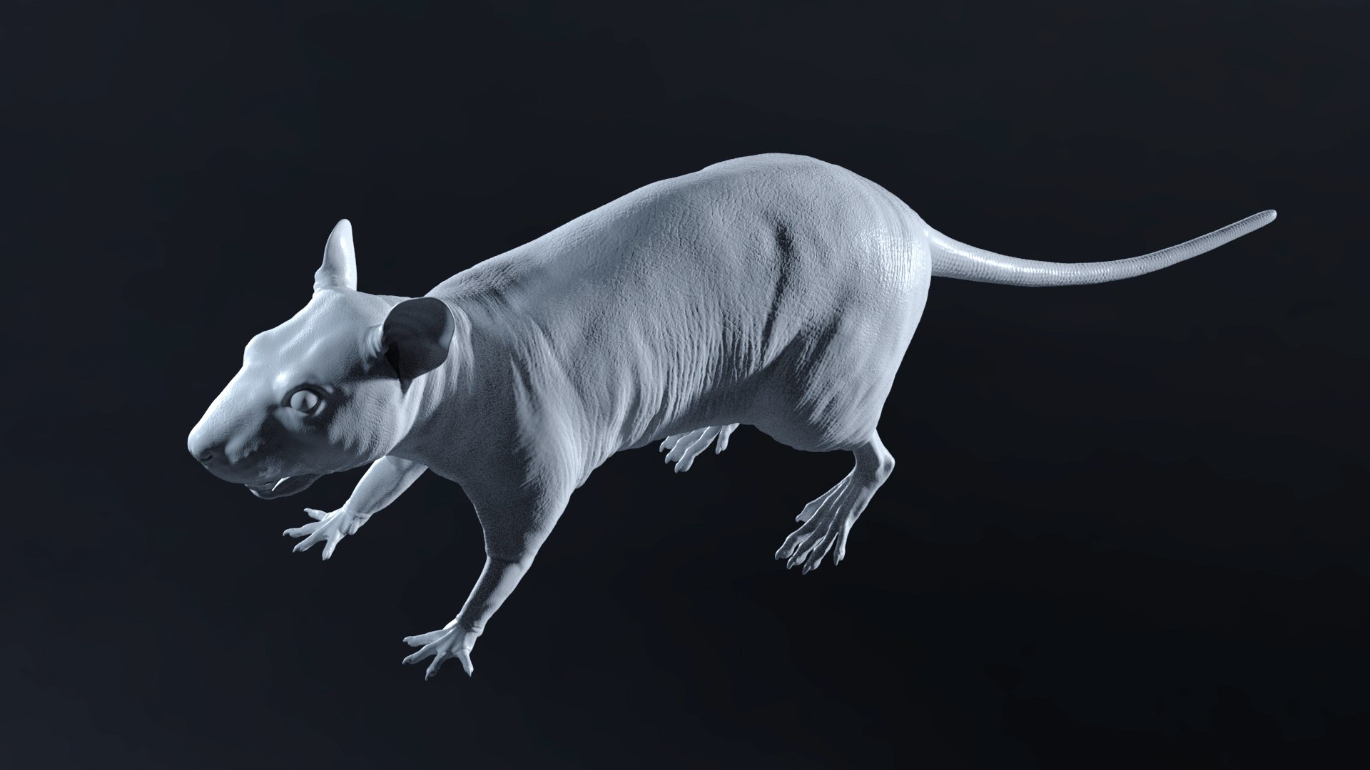 Rat ztl model - TurboSquid 1610783