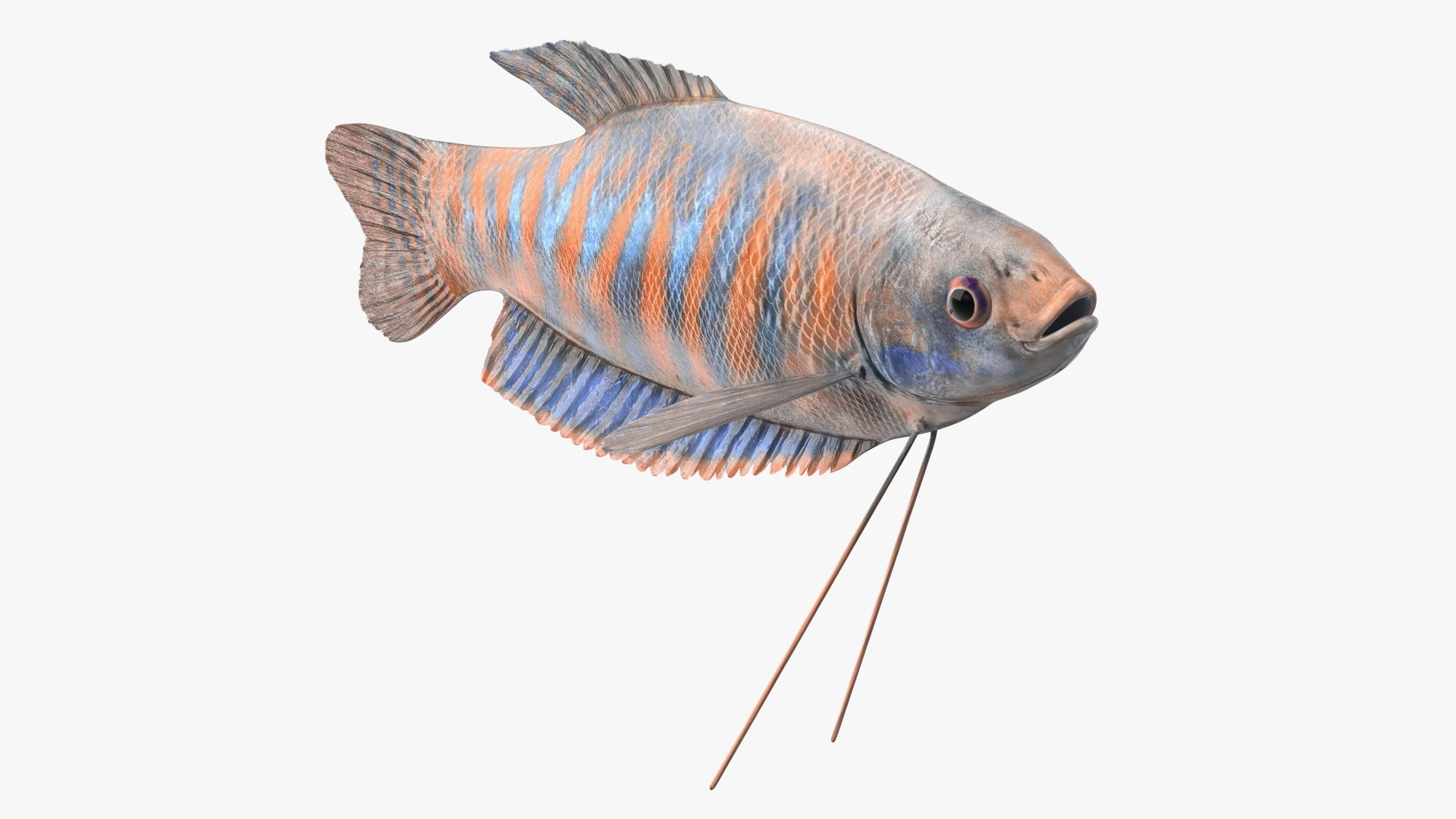 Cobalt Blue Dwarf Gourami Fish 3D - TurboSquid 2205459