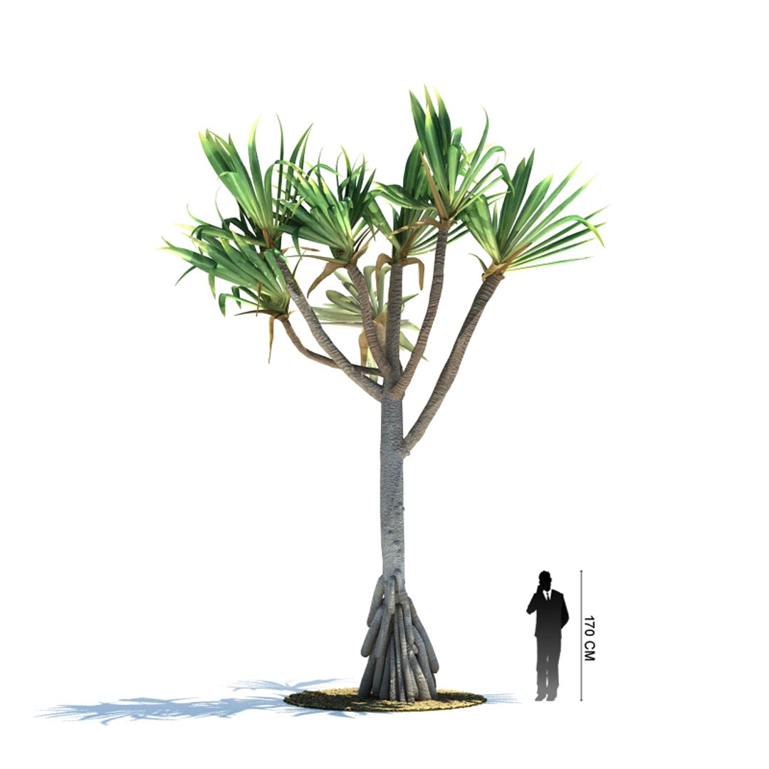 3d Exotic Tree Pandanus Utilis Model