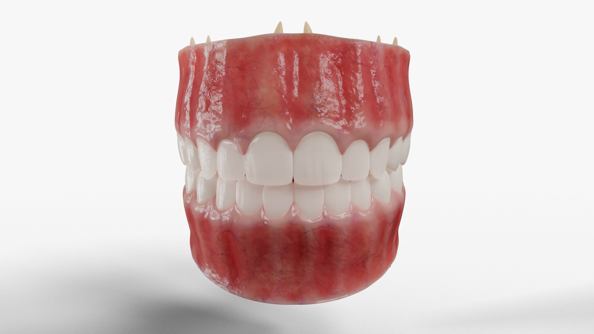 3D gums teeth tongue - TurboSquid 1664907