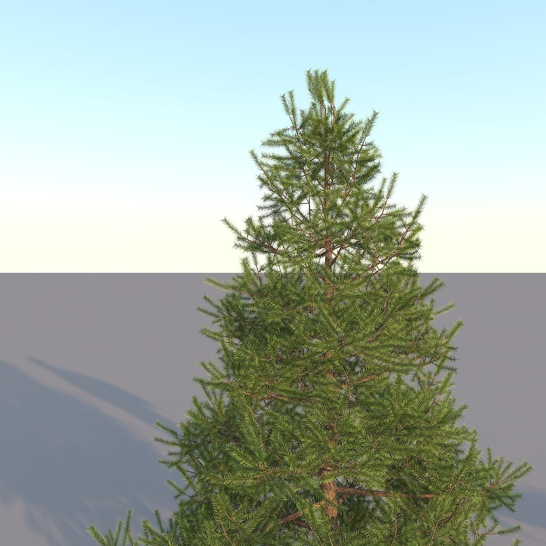 Spruce Tree 3d Max