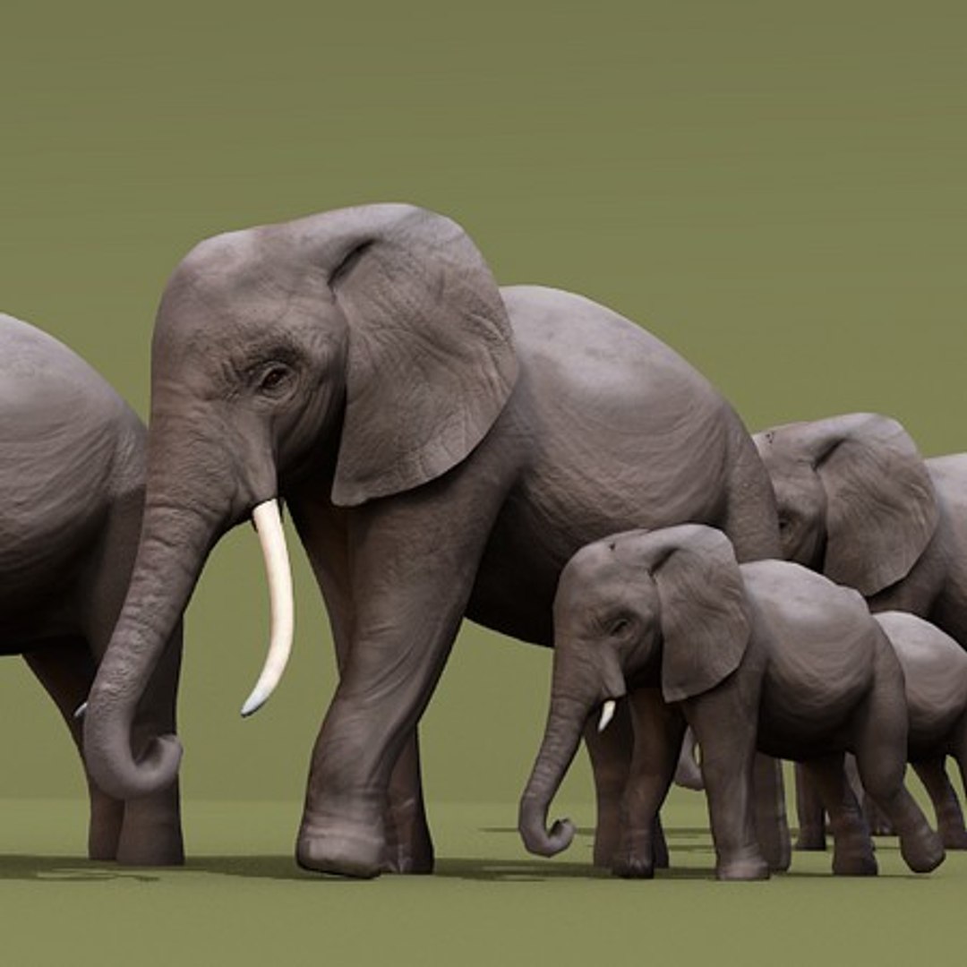 African Elephant Blend