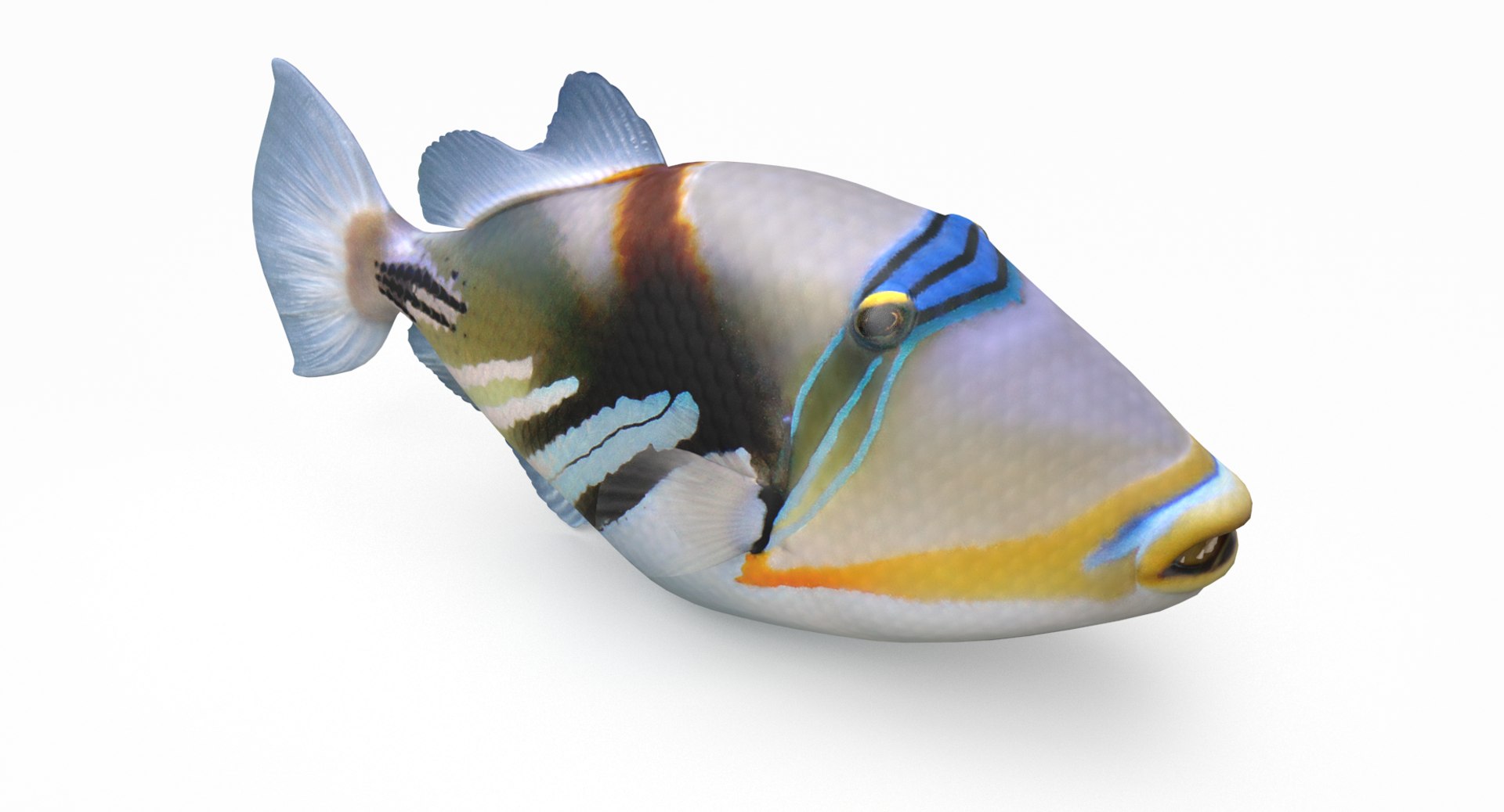 3D Picasso Triggerfish - TurboSquid 1381372