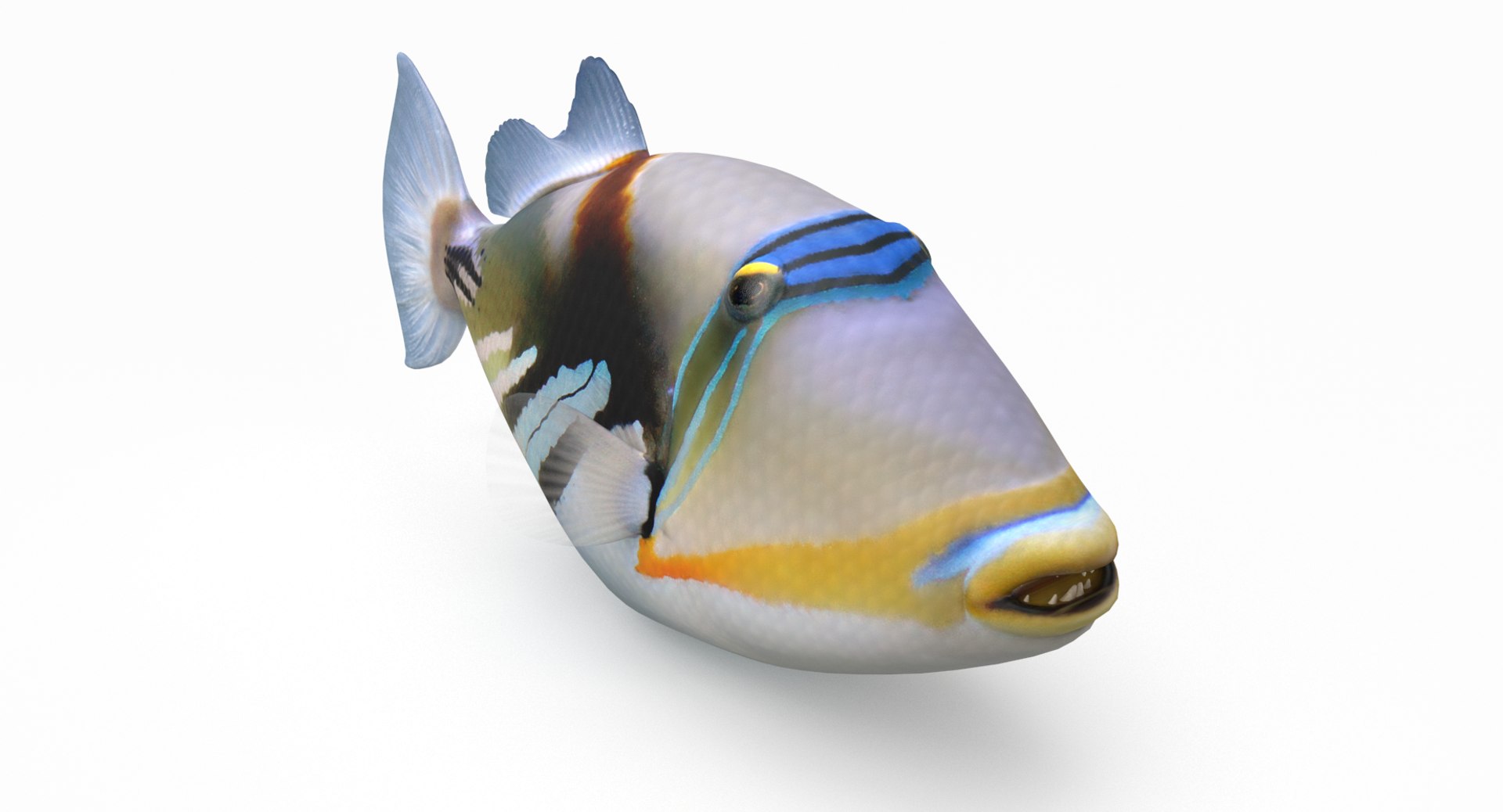3D Picasso Triggerfish - TurboSquid 1381372