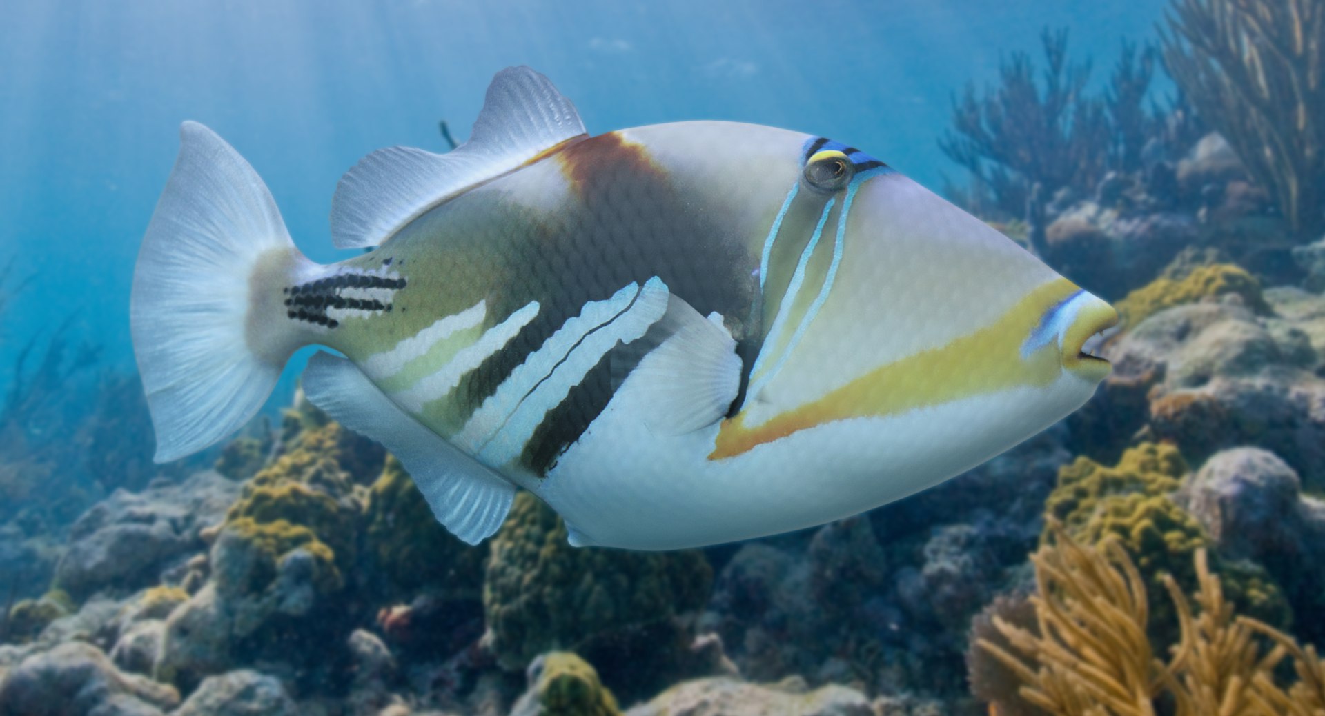 3D Picasso Triggerfish - TurboSquid 1381372