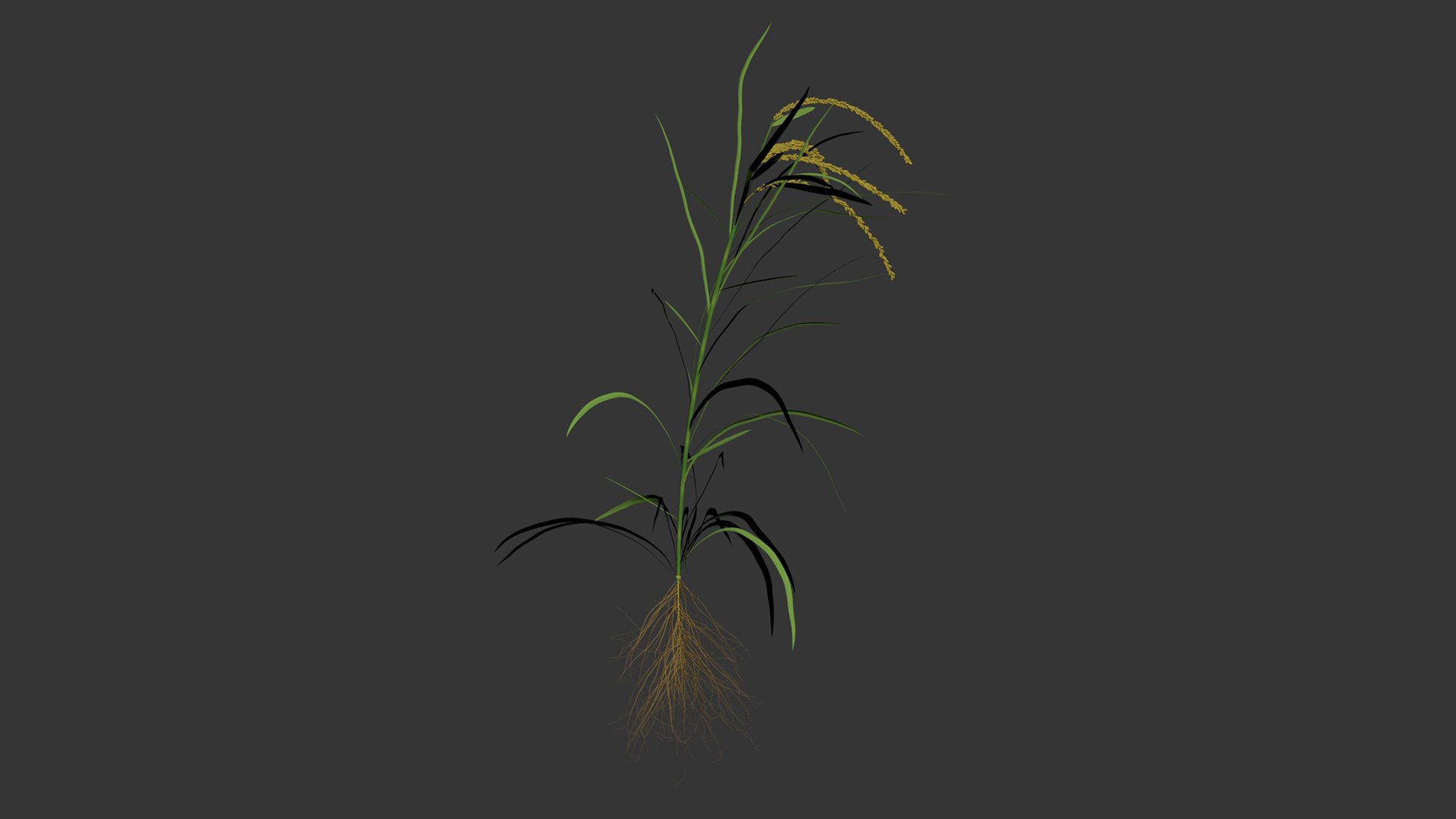 Rice Growth Animation 3D Model - TurboSquid 1992319