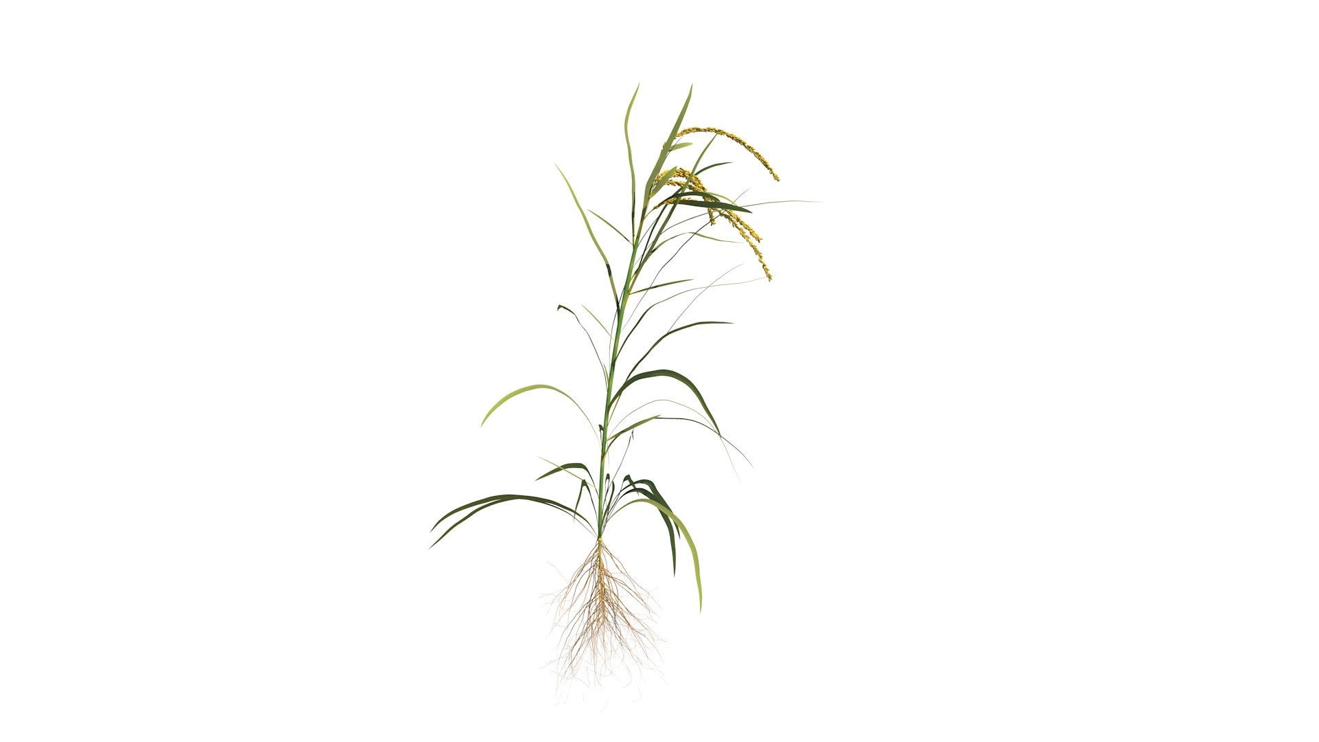 Rice Growth Animation 3D Model - TurboSquid 1992319
