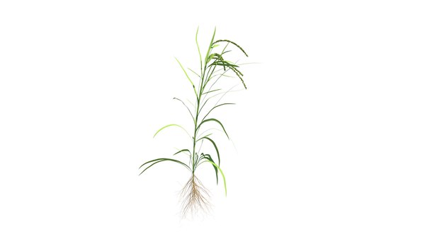 Rice Field 3D Models for Download | TurboSquid