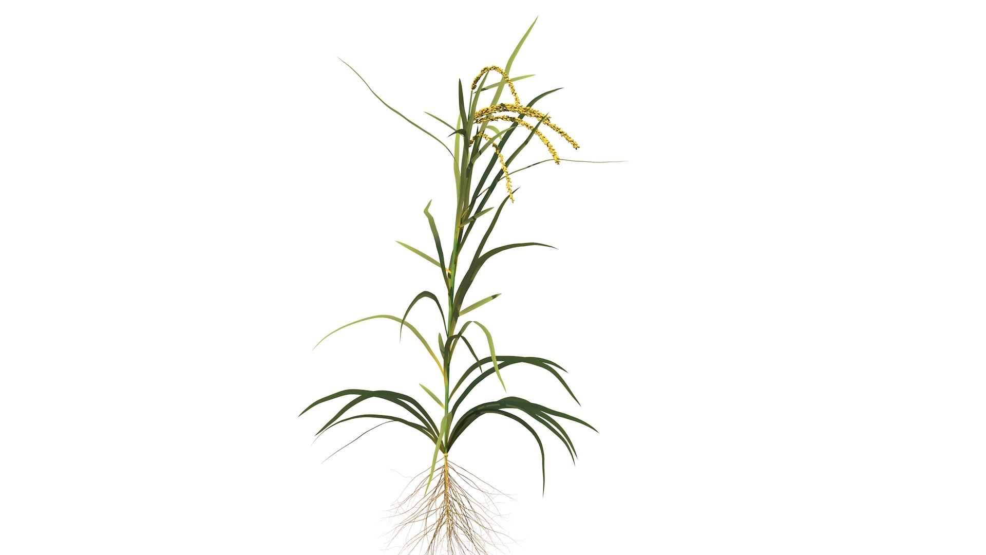 Rice Growth Animation 3D Model - TurboSquid 1992319