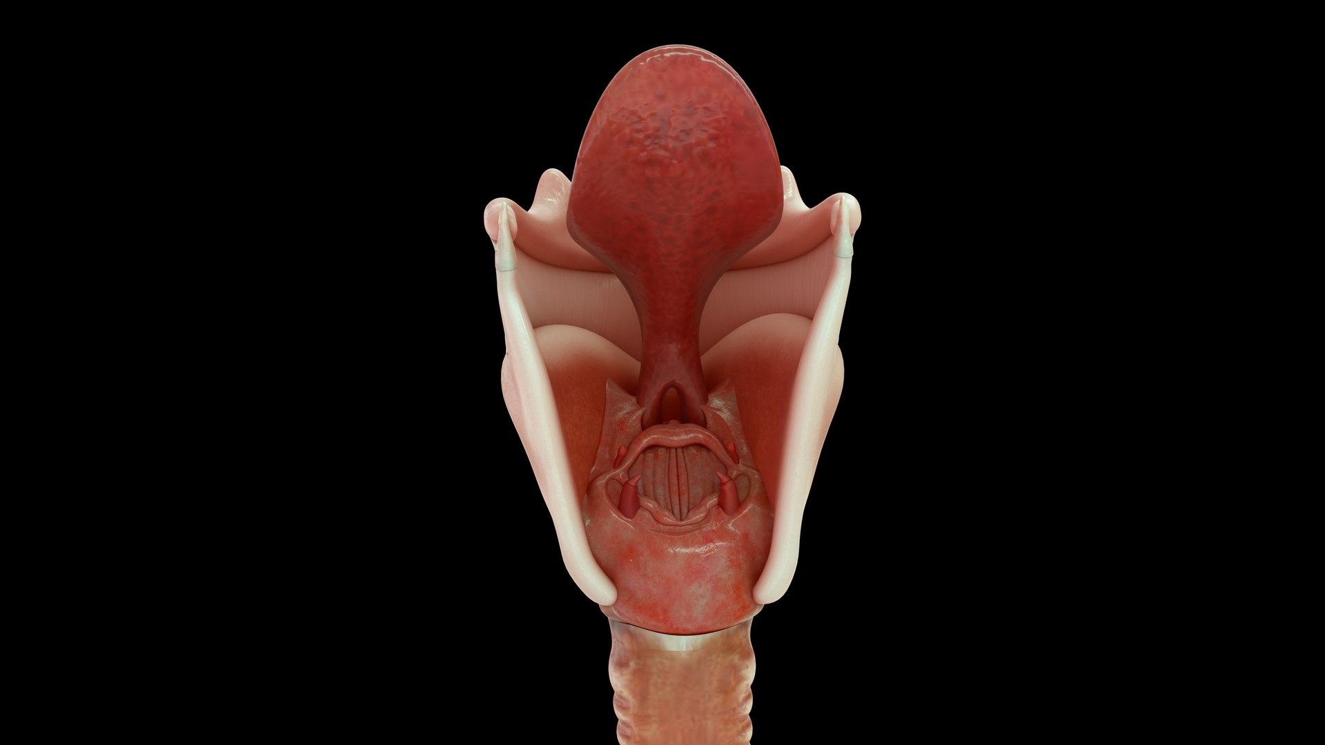 Larynx 3D - TurboSquid 2308424