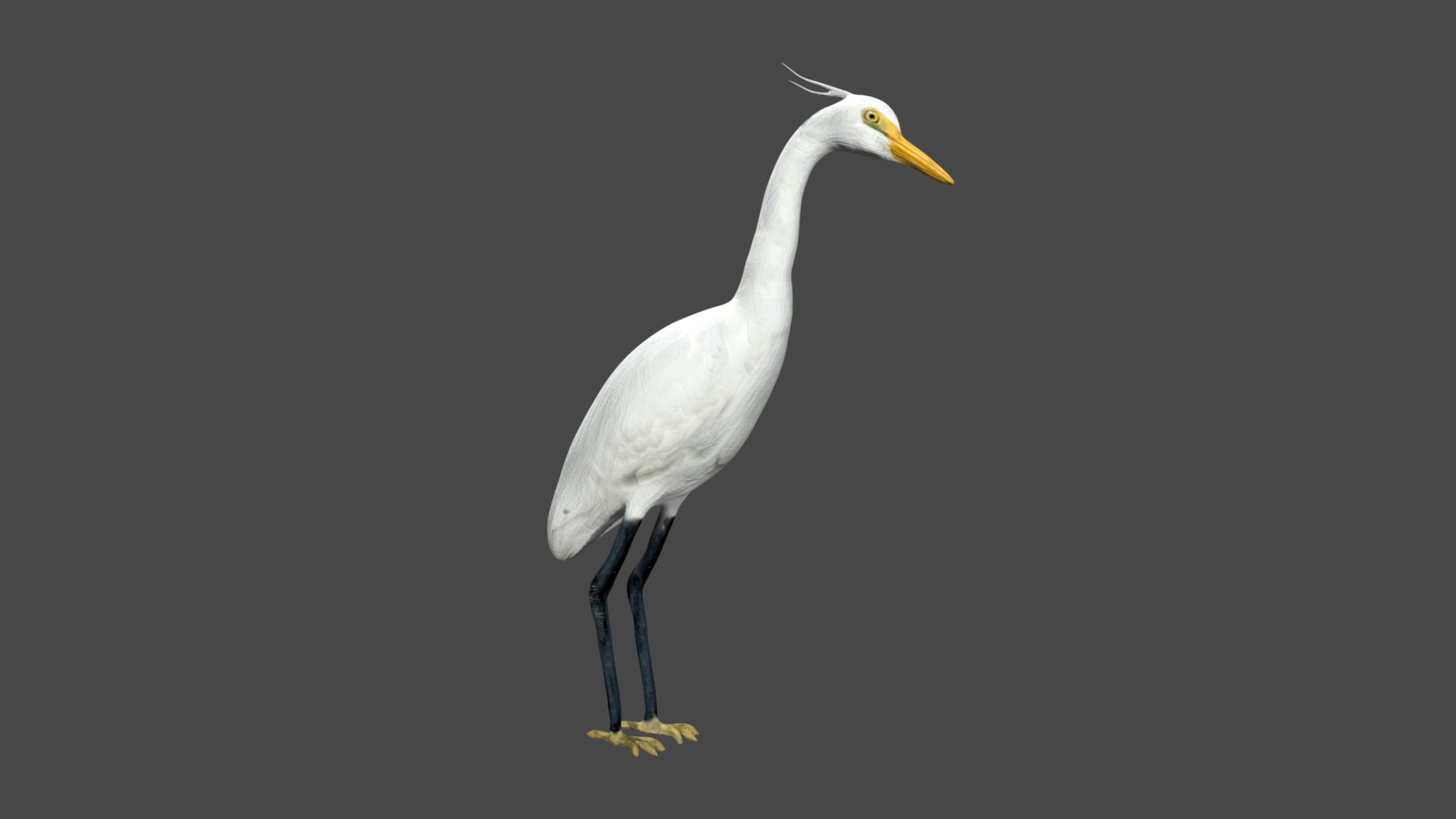 Egret 3D Model - TurboSquid 1764192