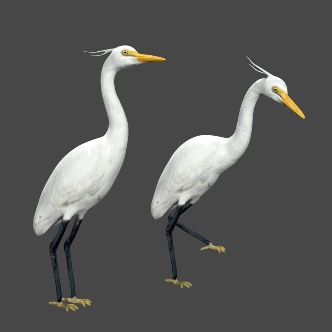 Egret 3D Model - TurboSquid 1764192
