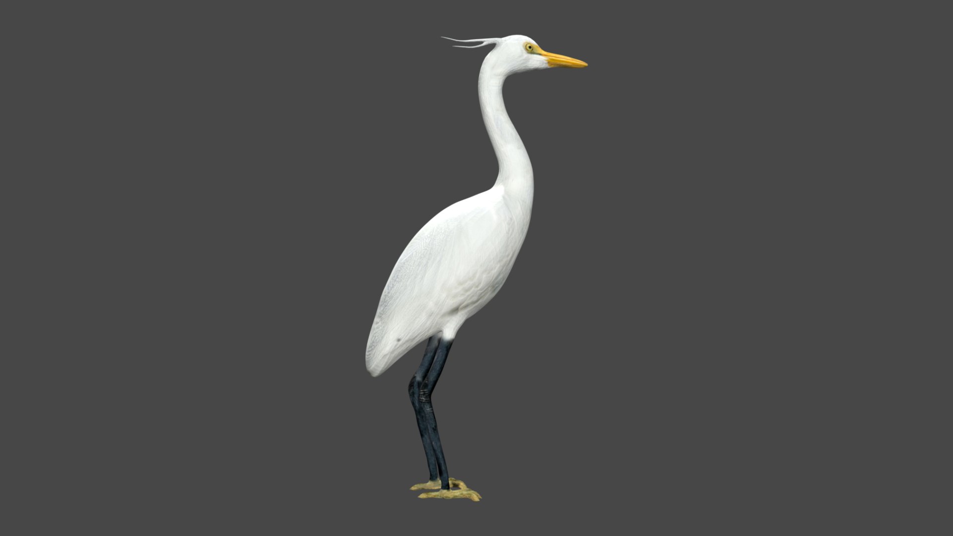Egret 3D Model - TurboSquid 1764192