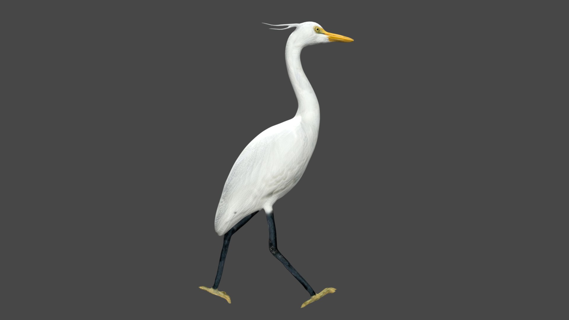Egret 3D Model - TurboSquid 1764192