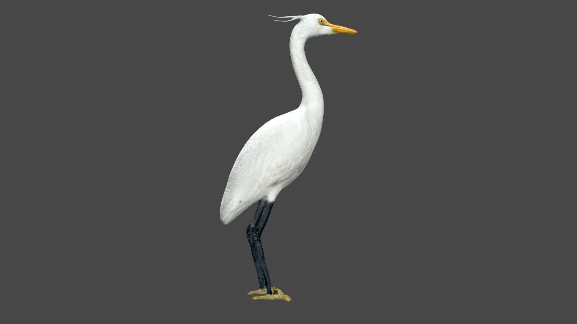 Egret 3D Model - TurboSquid 1764192