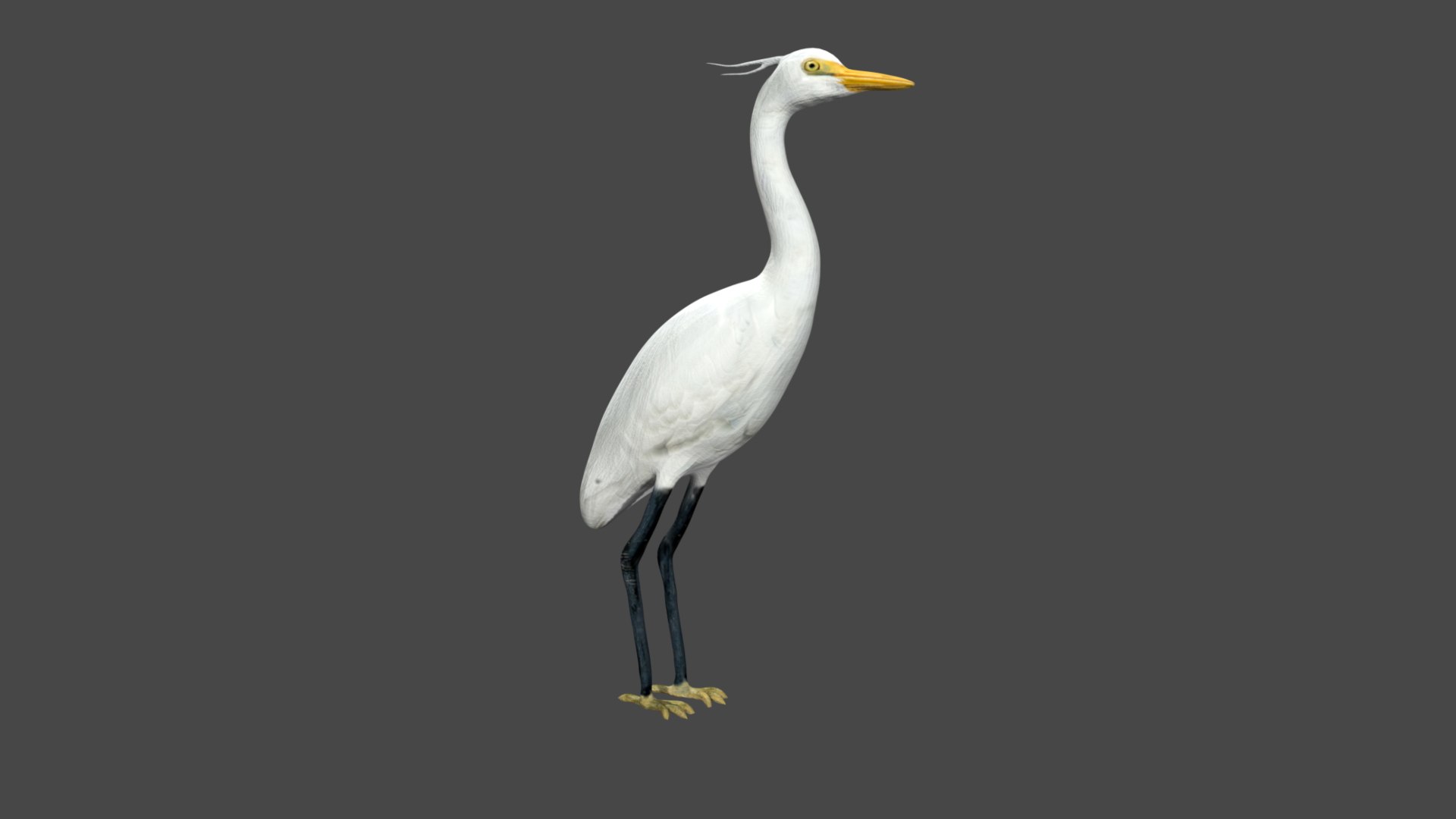 Egret 3D Model - TurboSquid 1764192