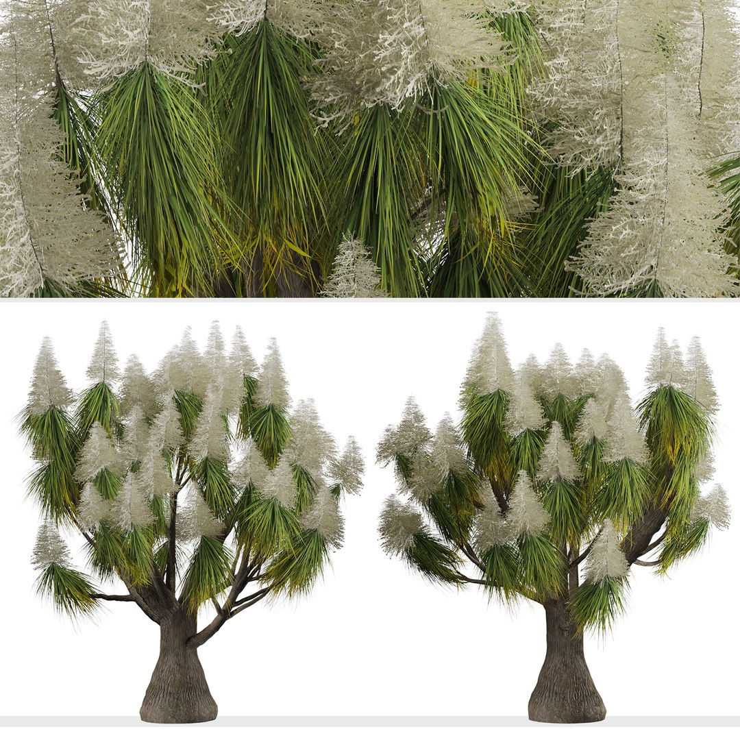 Set Of Ponytail Palm Or Beaucarnea Recurvata Tree - 3 Trees Model ...