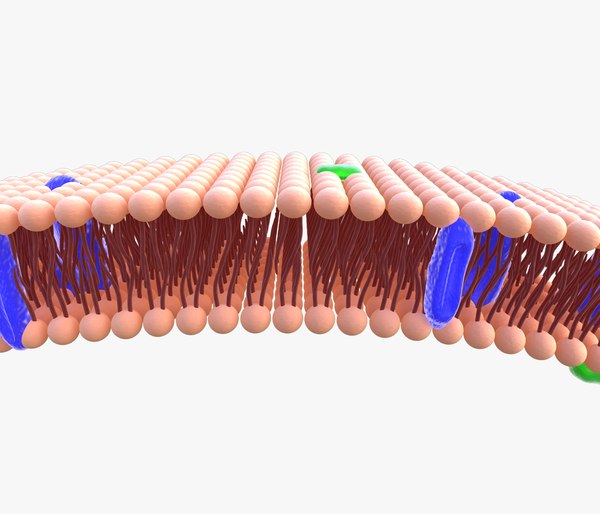 Phospholipid cell membrane animation 3D model - TurboSquid 1399912