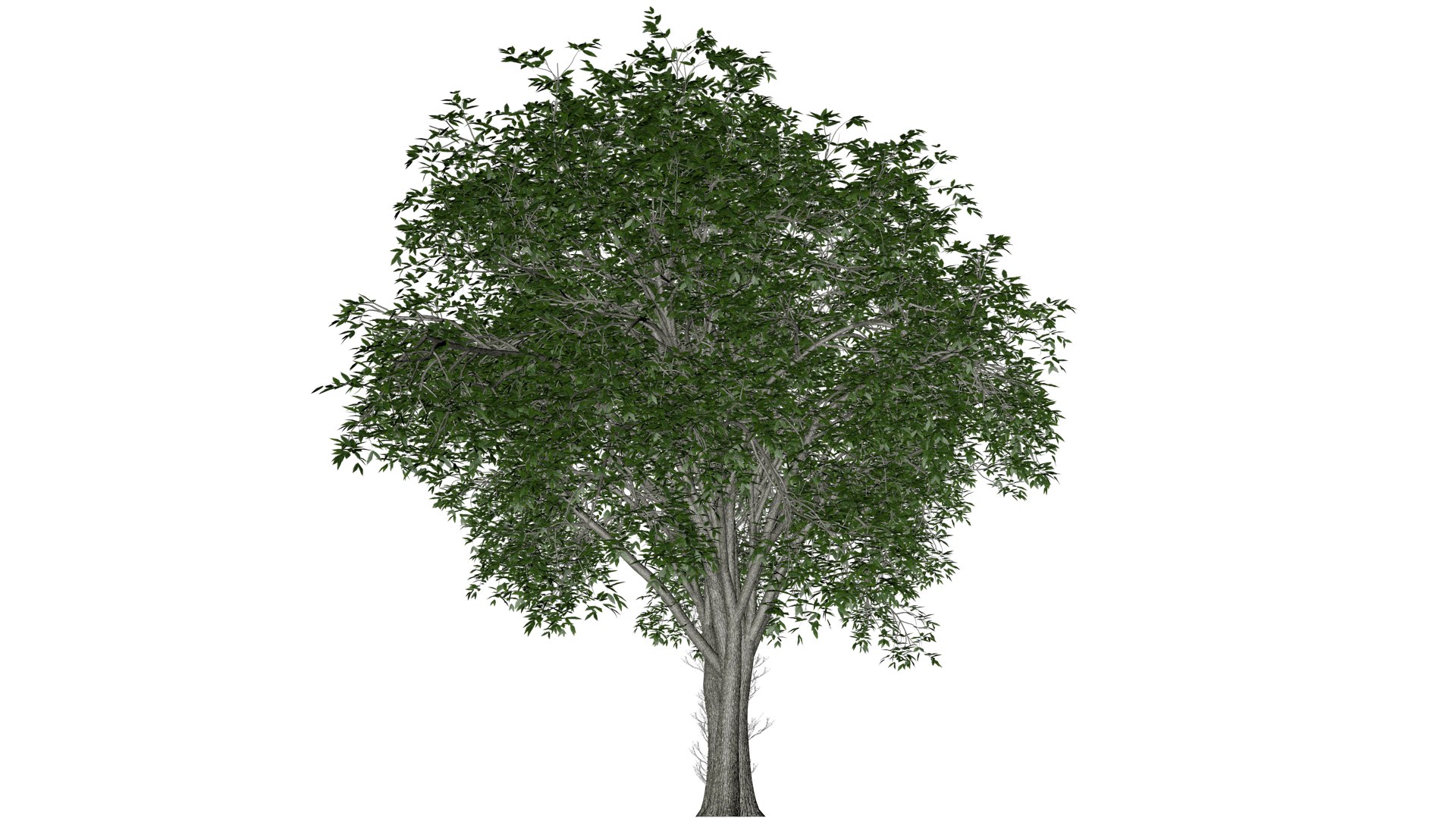 American Elm Tree - 01 - 3D Model - TurboSquid 2374294