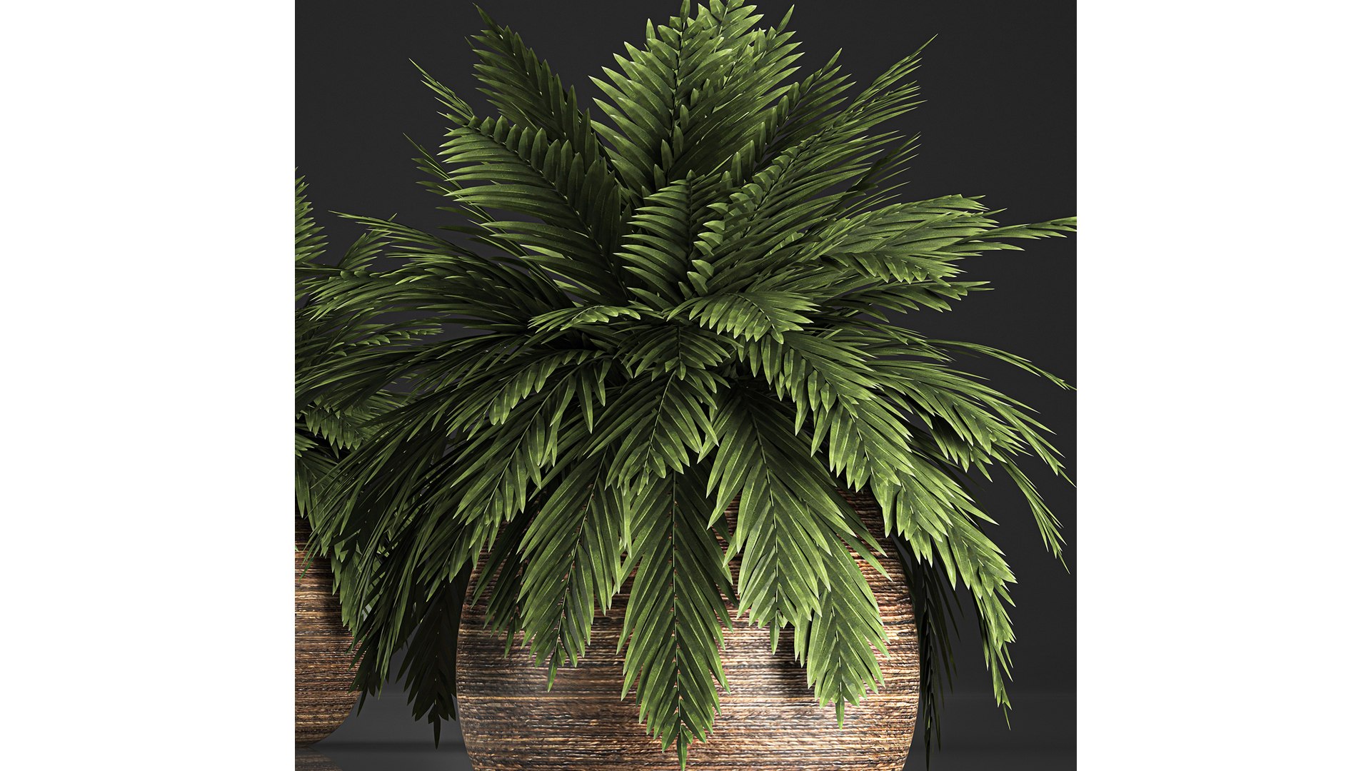 Basket Palm 3D Model - TurboSquid 1686905