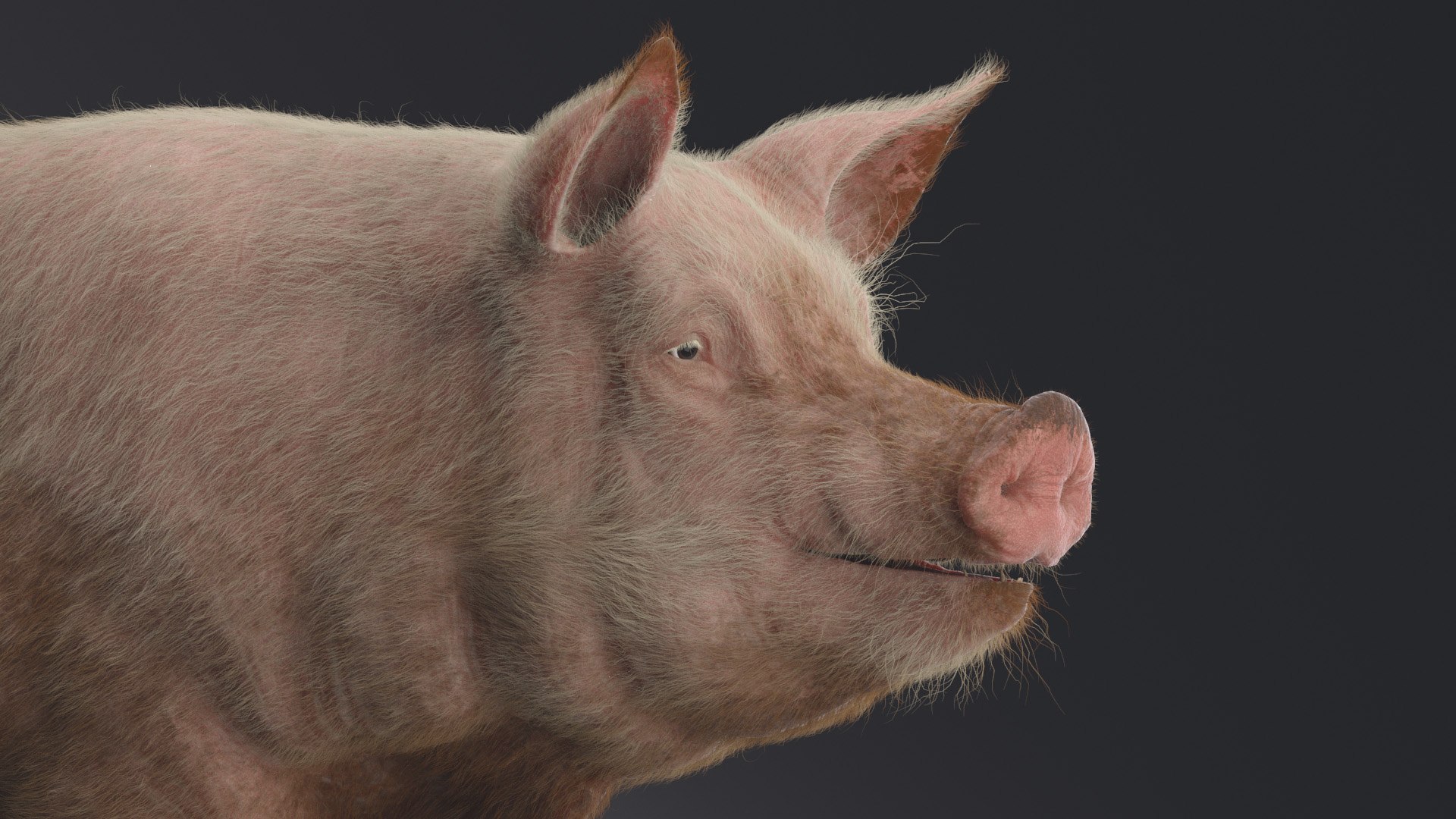 Pig 3D Model - TurboSquid 1256092