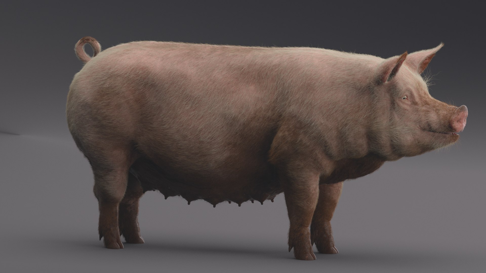 Pig 3D Model - TurboSquid 1256092
