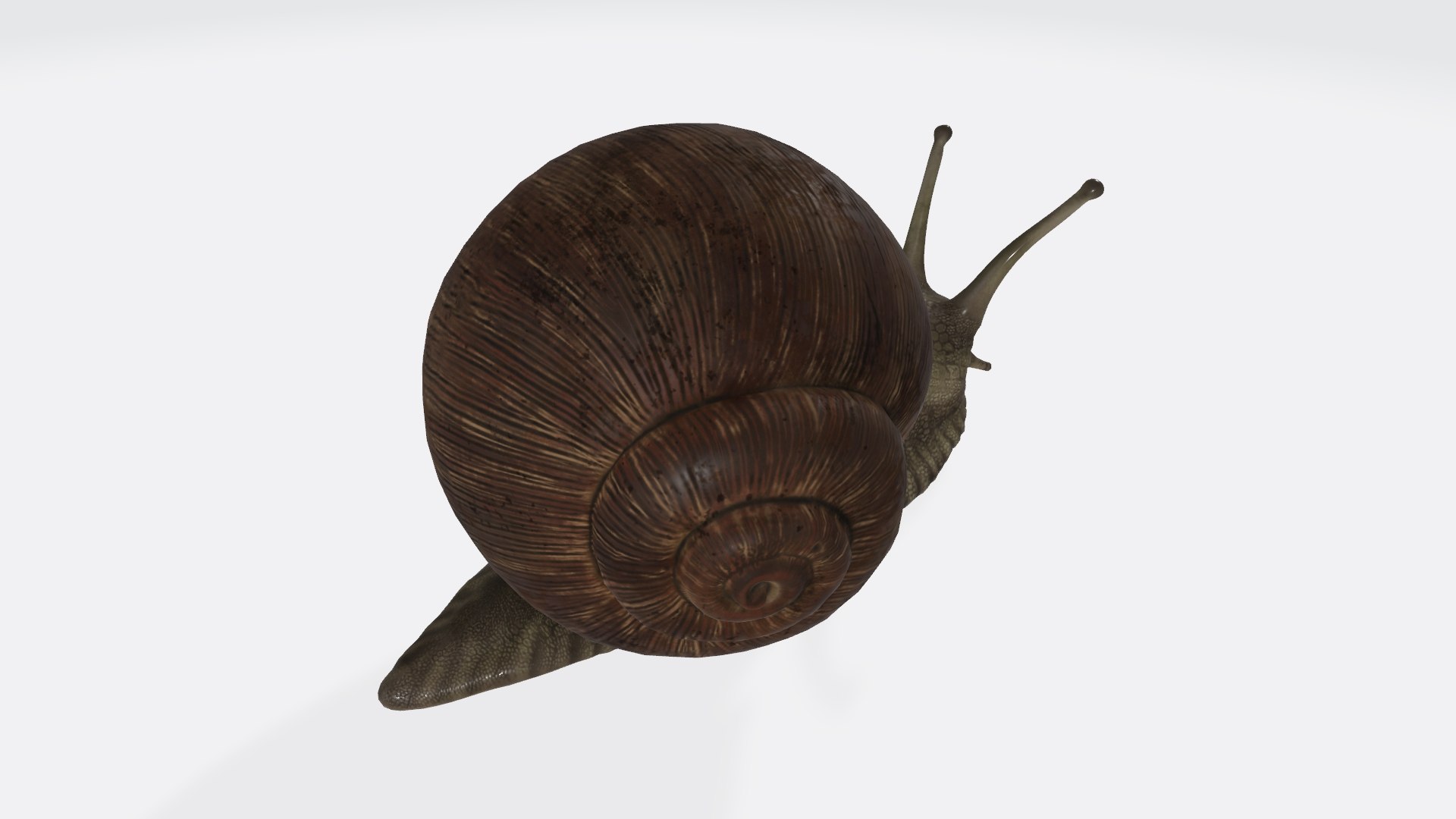 Sluggish Snail 3D Model Ready To Print 3D - TurboSquid 2285706