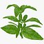 aromatic basil 3d model