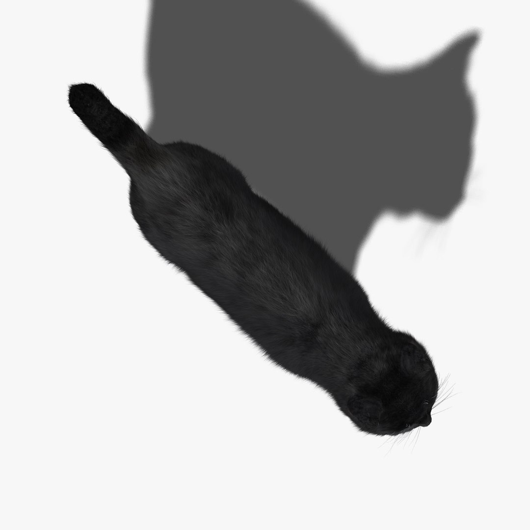 3d Black Cat Fur Model