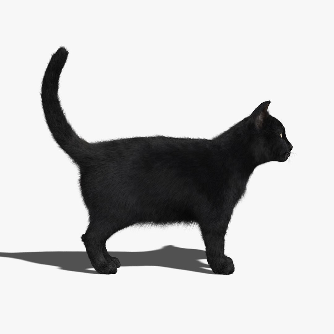 3d Black Cat Fur Model