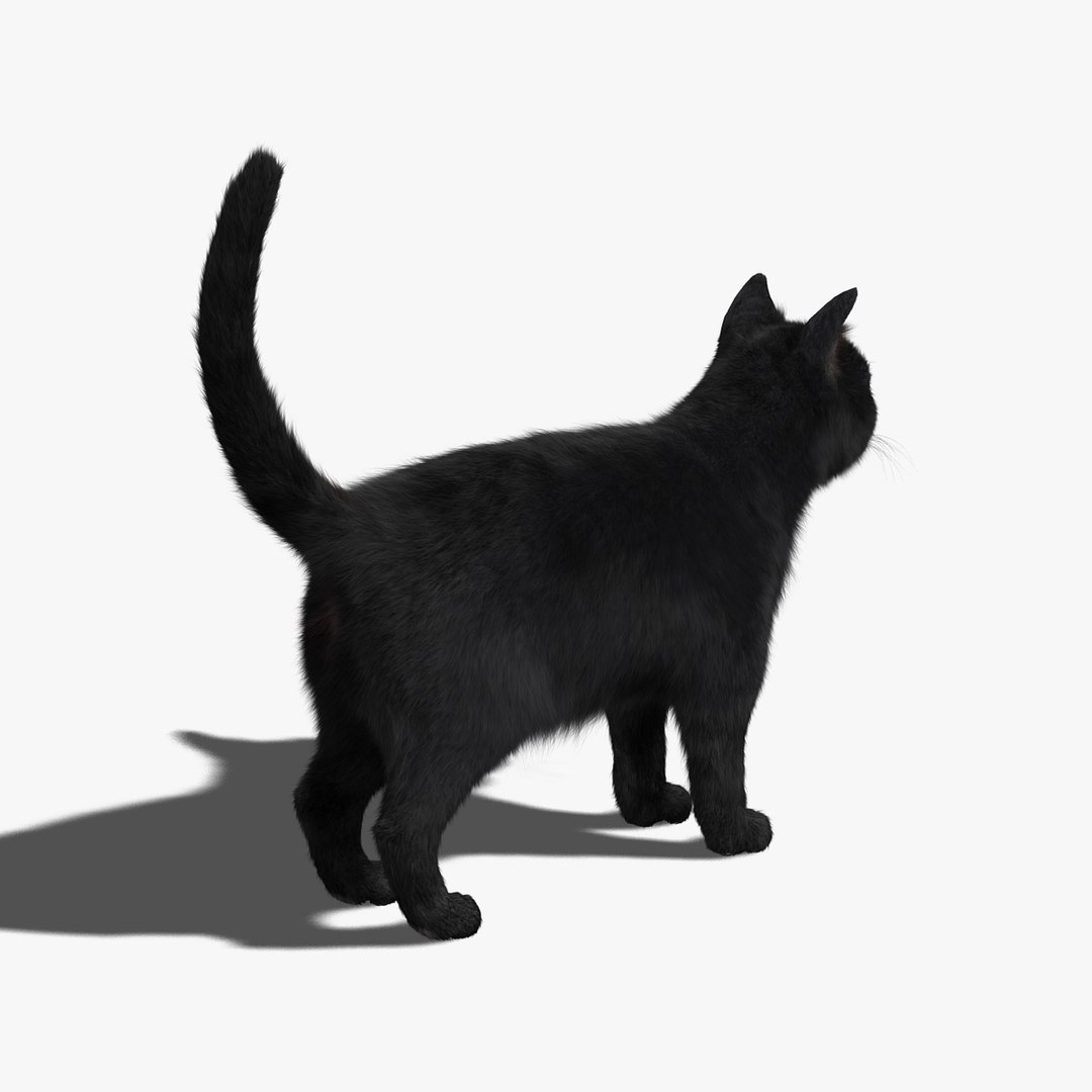 3d Black Cat Fur Model