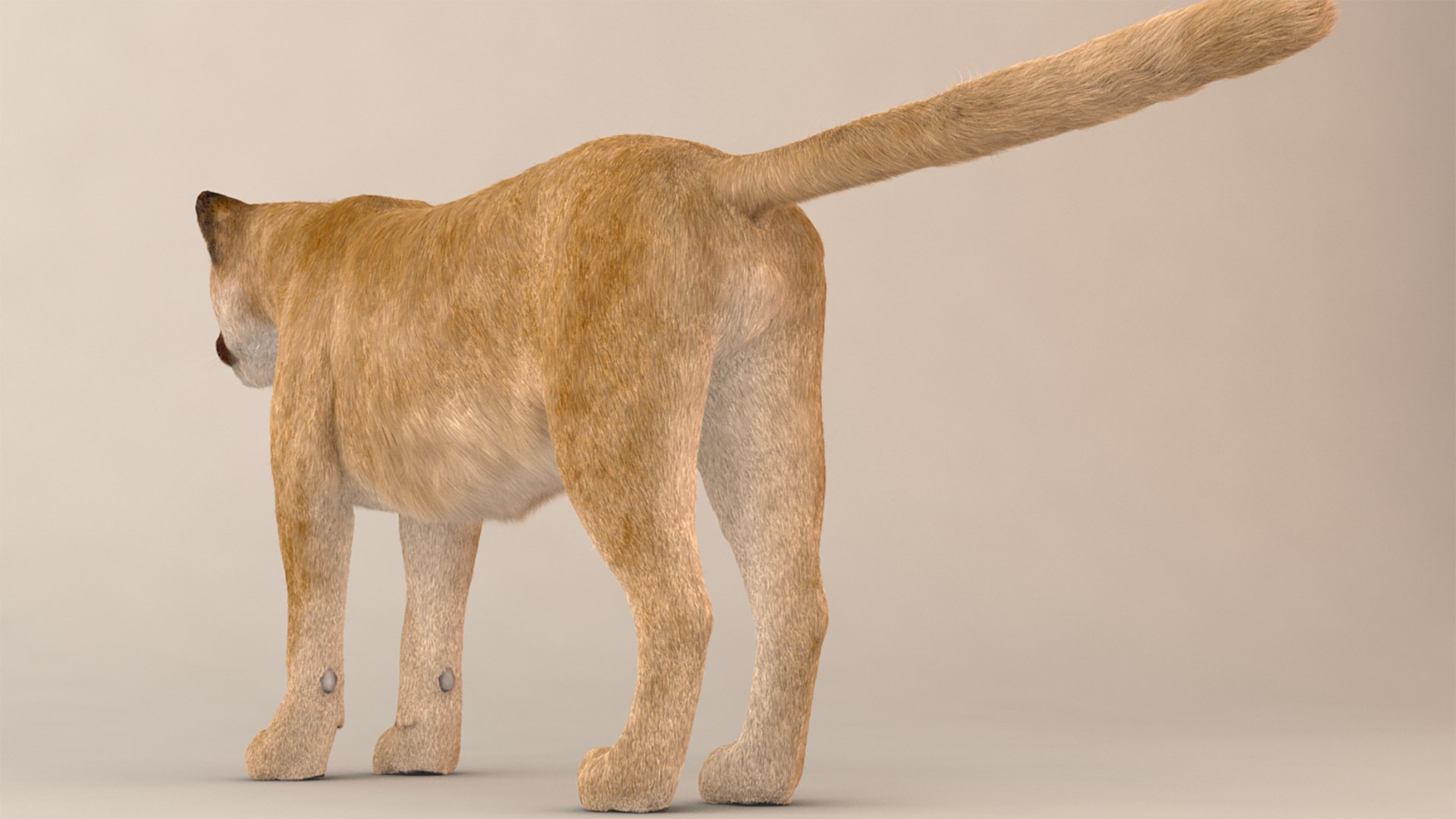 Vary Tiger Fur 3D Model - TurboSquid 1434527