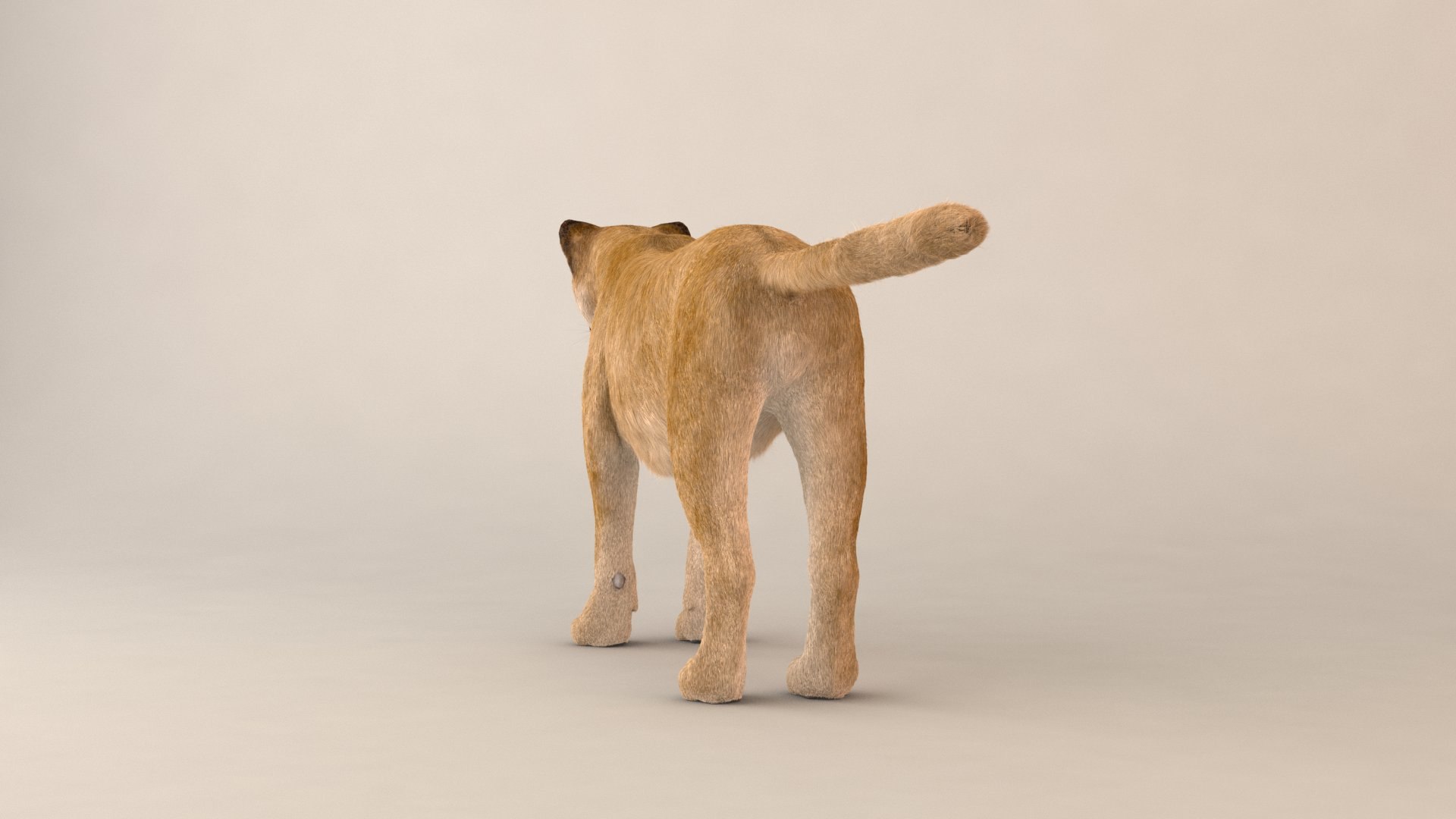 Vary Tiger Fur 3D Model - TurboSquid 1434527
