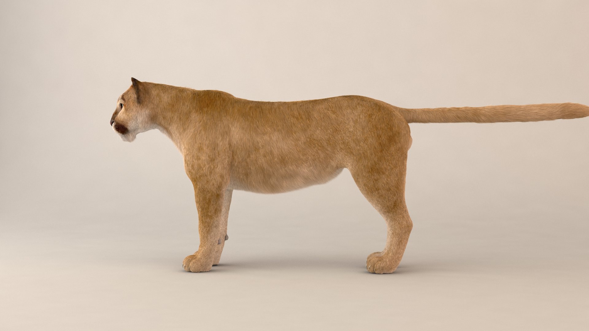 Vary Tiger Fur 3D Model - TurboSquid 1434527