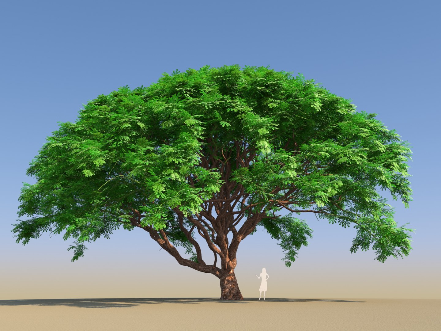 Samanea Saman Set 3D Model - TurboSquid 1978502