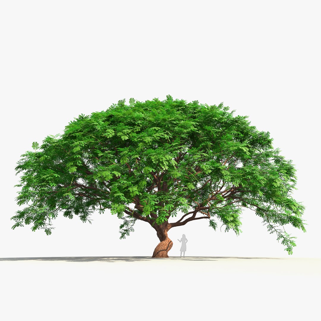 Samanea Saman Set 3D Model - TurboSquid 1978502