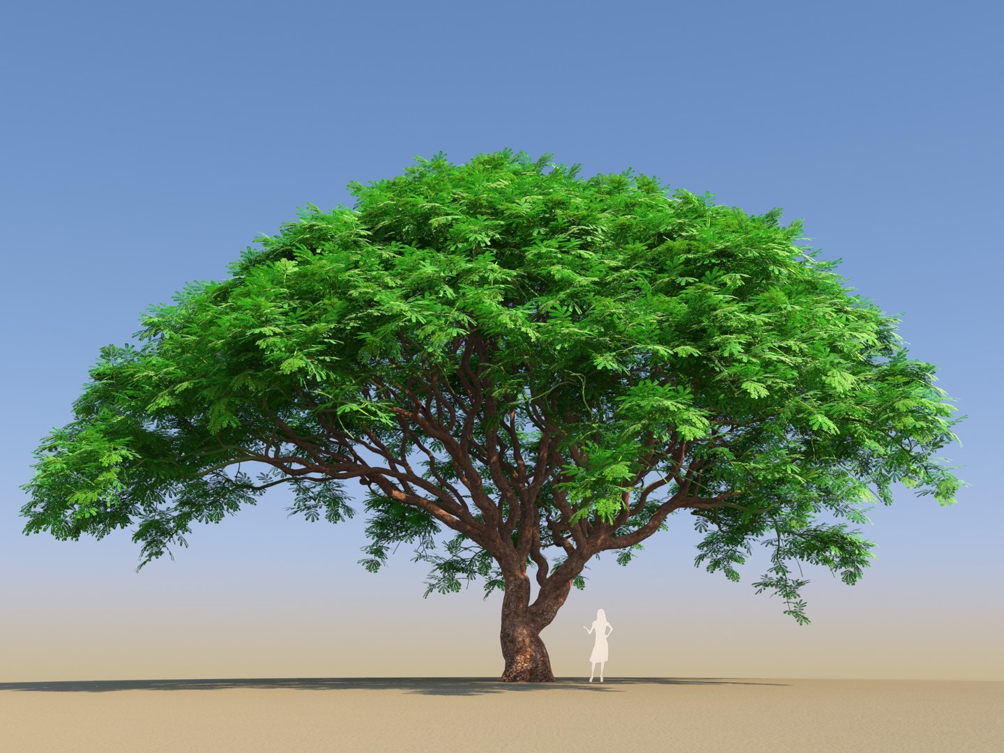 Samanea Saman Set 3D Model - TurboSquid 1978502