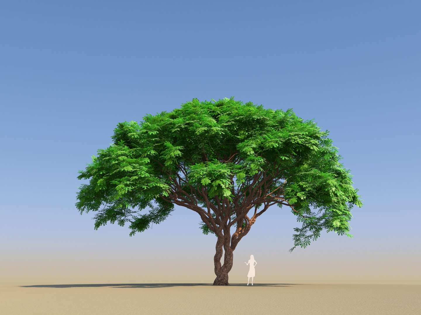 Samanea Saman Set 3D Model - TurboSquid 1978502